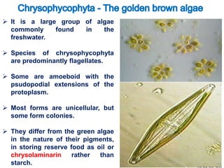 Classification of algae | PPTX