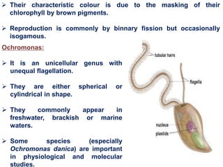 Classification of algae | PPTX