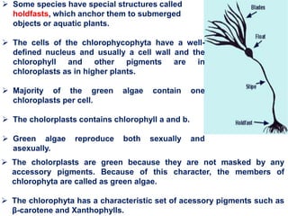 Classification of algae | PPTX