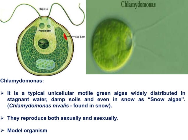 Classification of algae | PPTX | Biological Sciences | Science