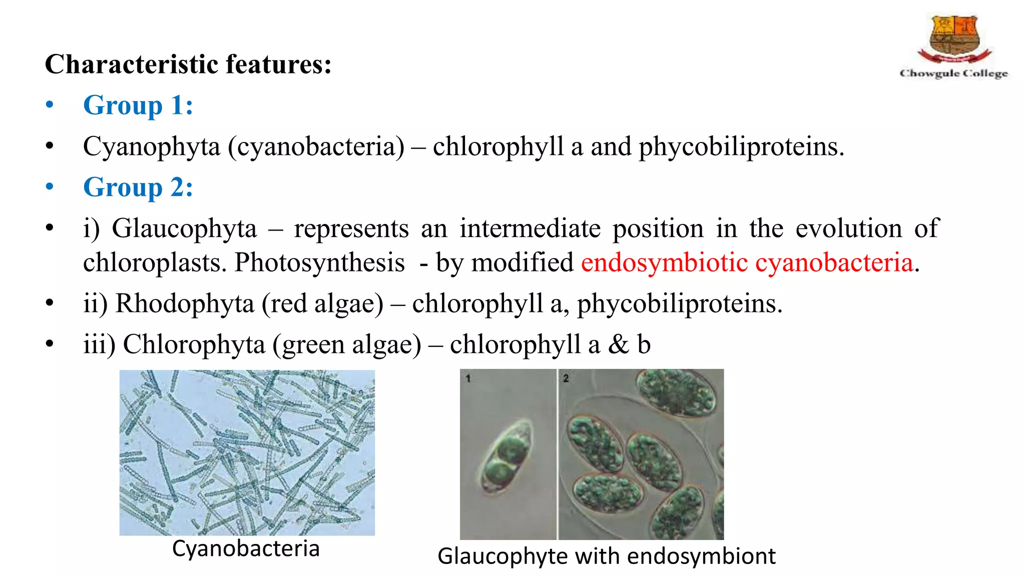 Classification of algae | PPTX