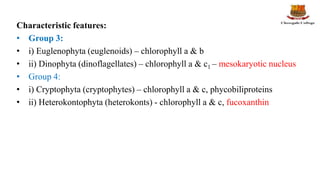 Classification of algae | PPTX