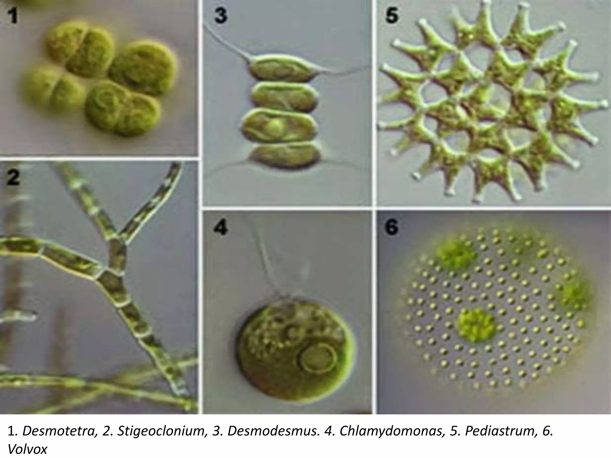 Classification of algae | PPTX