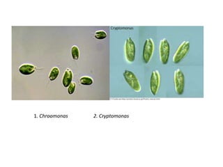 Classification of algae | PPTX