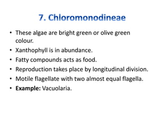 Classification of algae | PPTX