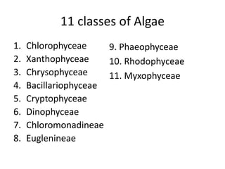 Classification of algae | PPTX