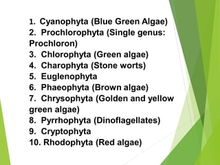 Classification of algae.pdf