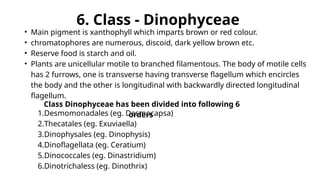 classification of Algae .pptx availablegggggg | PPTX