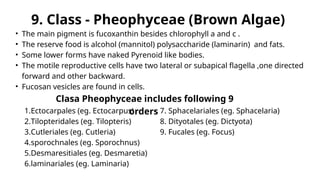 classification of Algae .pptx availablegggggg | PPTX