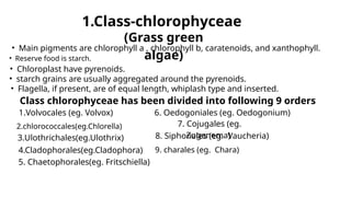 classification of Algae .pptx availablegggggg | PPTX