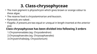 classification of Algae .pptx availablegggggg | PPTX