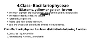 classification of Algae .pptx availablegggggg | PPTX