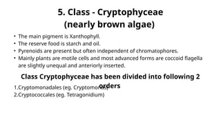 classification of Algae .pptx availablegggggg | PPTX