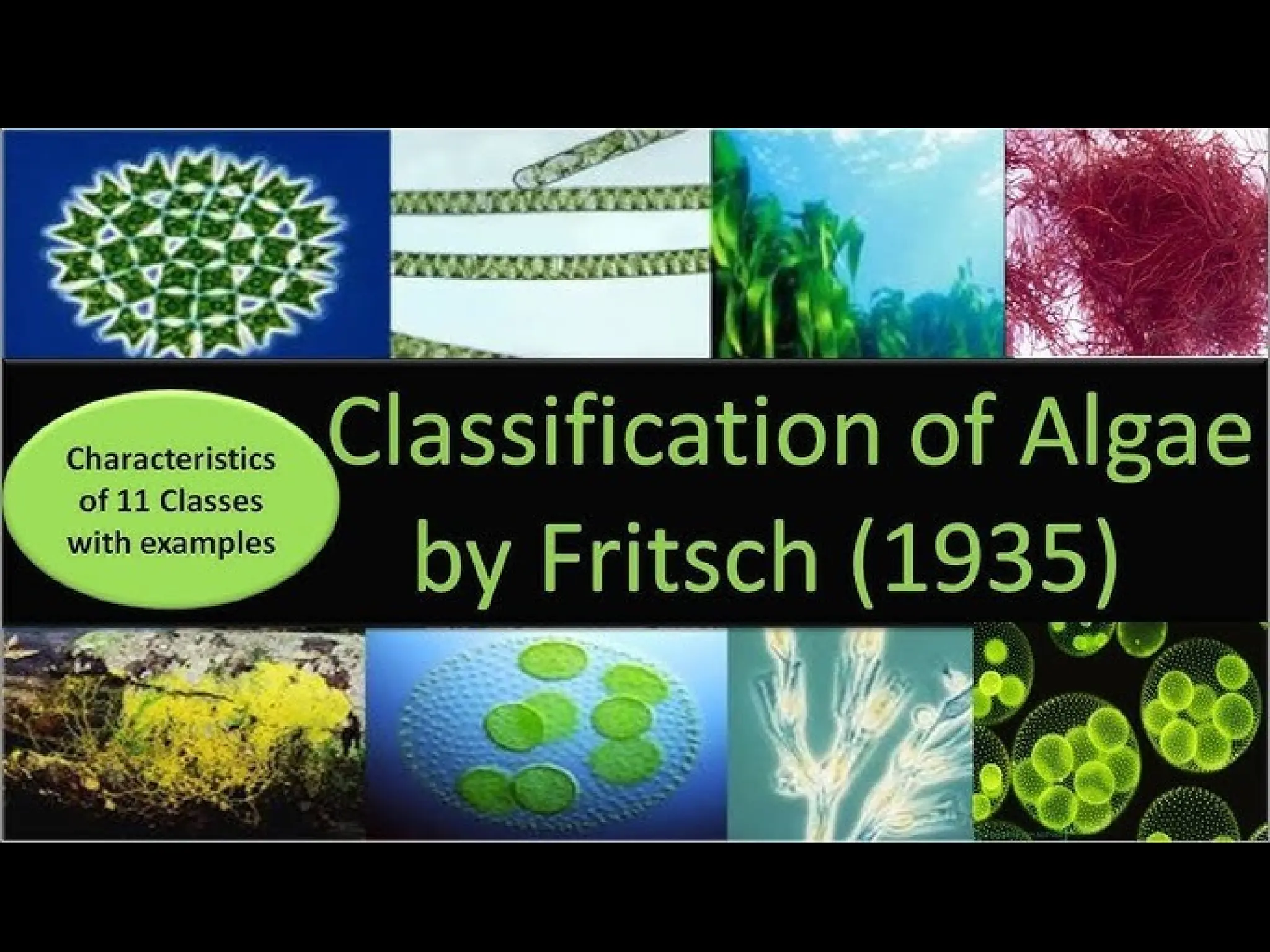 Classification of algae(FE Fritsch).pptx