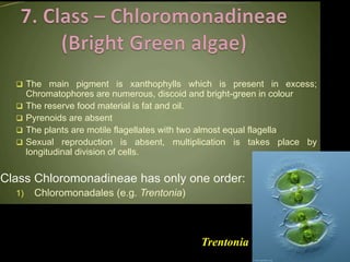 Classification of algae(FE Fritsch).pptx