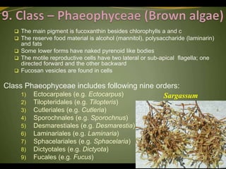 Classification of algae(FE Fritsch).pptx