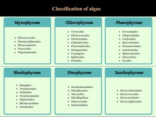 Classification of algae(FE Fritsch).pptx