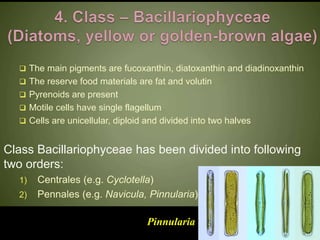 Classification of algae(FE Fritsch).pptx