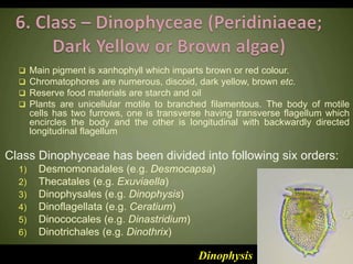 Classification of algae(FE Fritsch).pptx