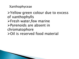 classification of algae 123.ppt