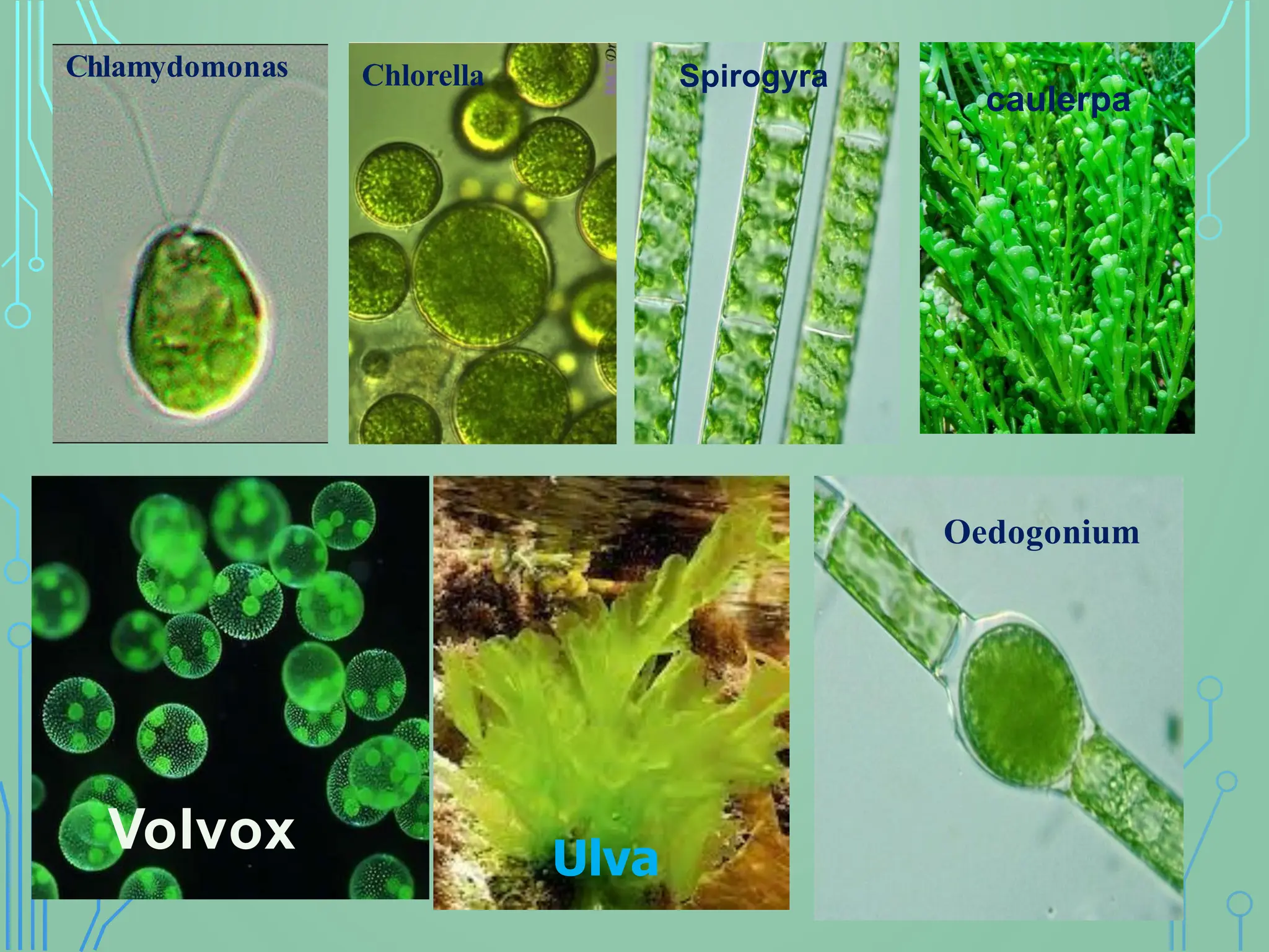 Classification of Algae E-Content Prepared By Dr. Neeraj Kumar Tiwari .pdf