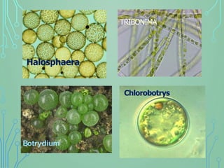 Classification of Algae E-Content Prepared By Dr. Neeraj Kumar Tiwari .pdf