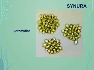 Classification of Algae E-Content Prepared By Dr. Neeraj Kumar Tiwari .pdf