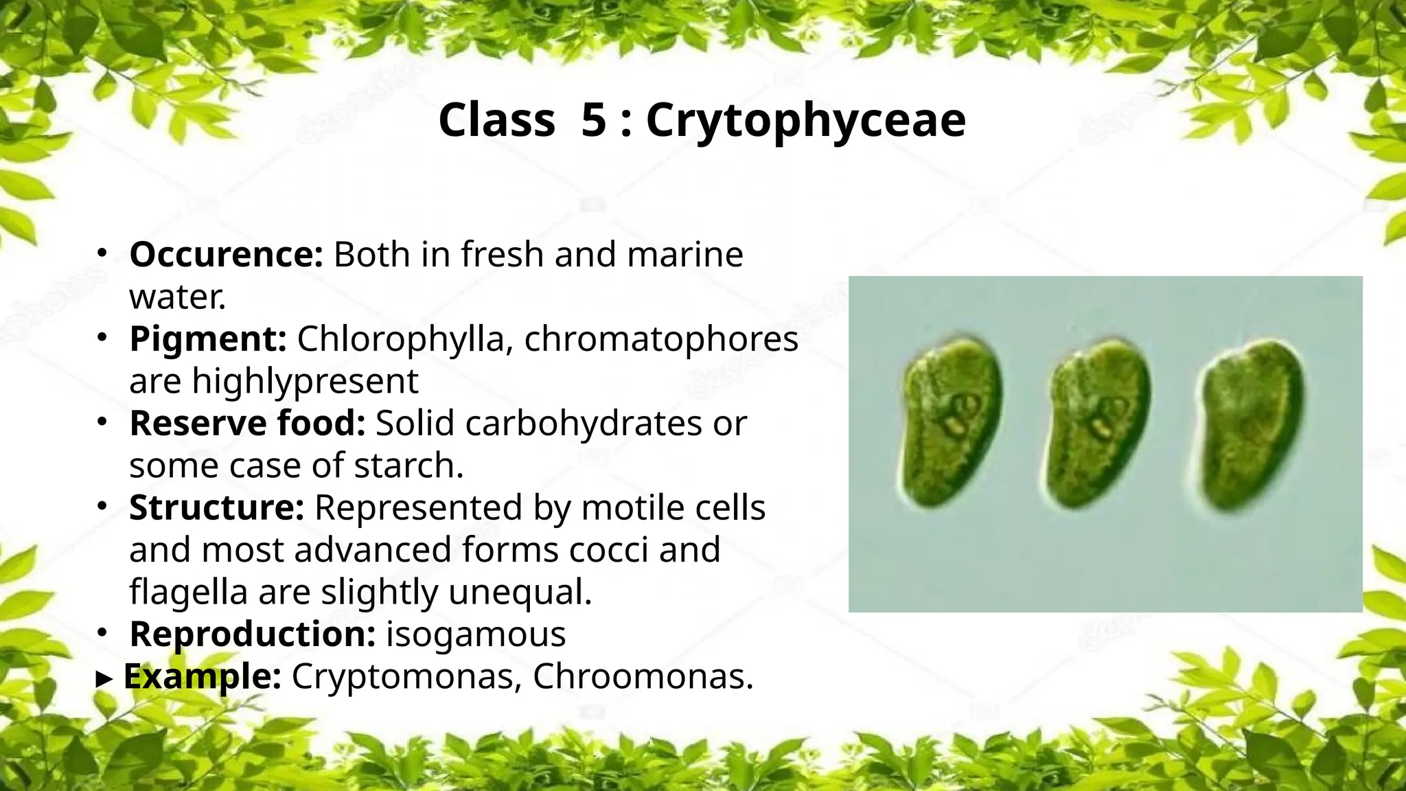 Classification of Algae by f.pptx from microbial algal technology | PPTX