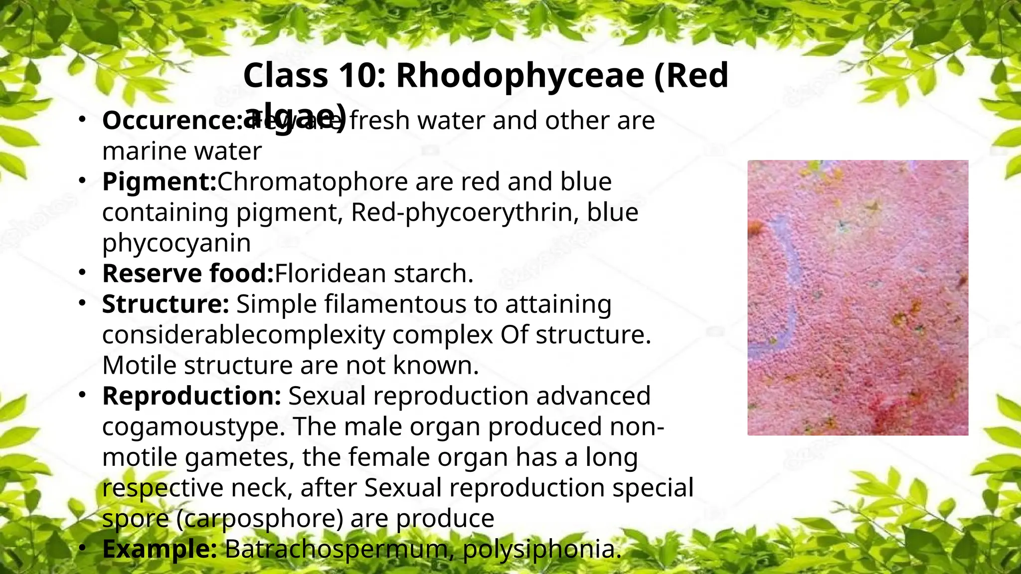 Classification of Algae by f.pptx from microbial algal technology | PPTX