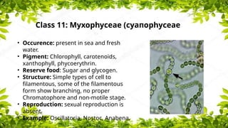 Classification of Algae by f.pptx from microbial algal technology | PPTX
