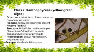 Classification of Algae by f.pptx from microbial algal technology | PPTX