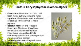 Classification of Algae by f.pptx from microbial algal technology | PPTX