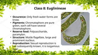 Classification of Algae by fritsch 01.pptx