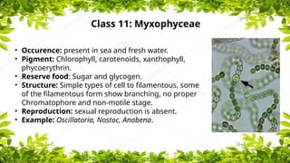 Classification of Algae by fritsch 01.pptx