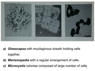 Classification of Algae, cyanophyceae 2025.pptx