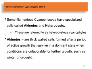 Classification of Algae, cyanophyceae 2025.pptx