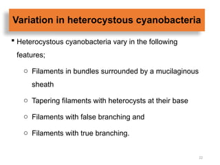 Classification of Algae, cyanophyceae 2025.pptx