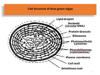 Classification of Algae, cyanophyceae 2025.pptx
