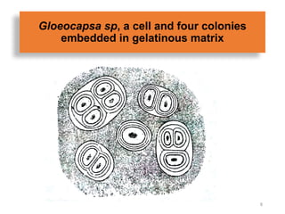 Classification of Algae, cyanophyceae 2025.pptx