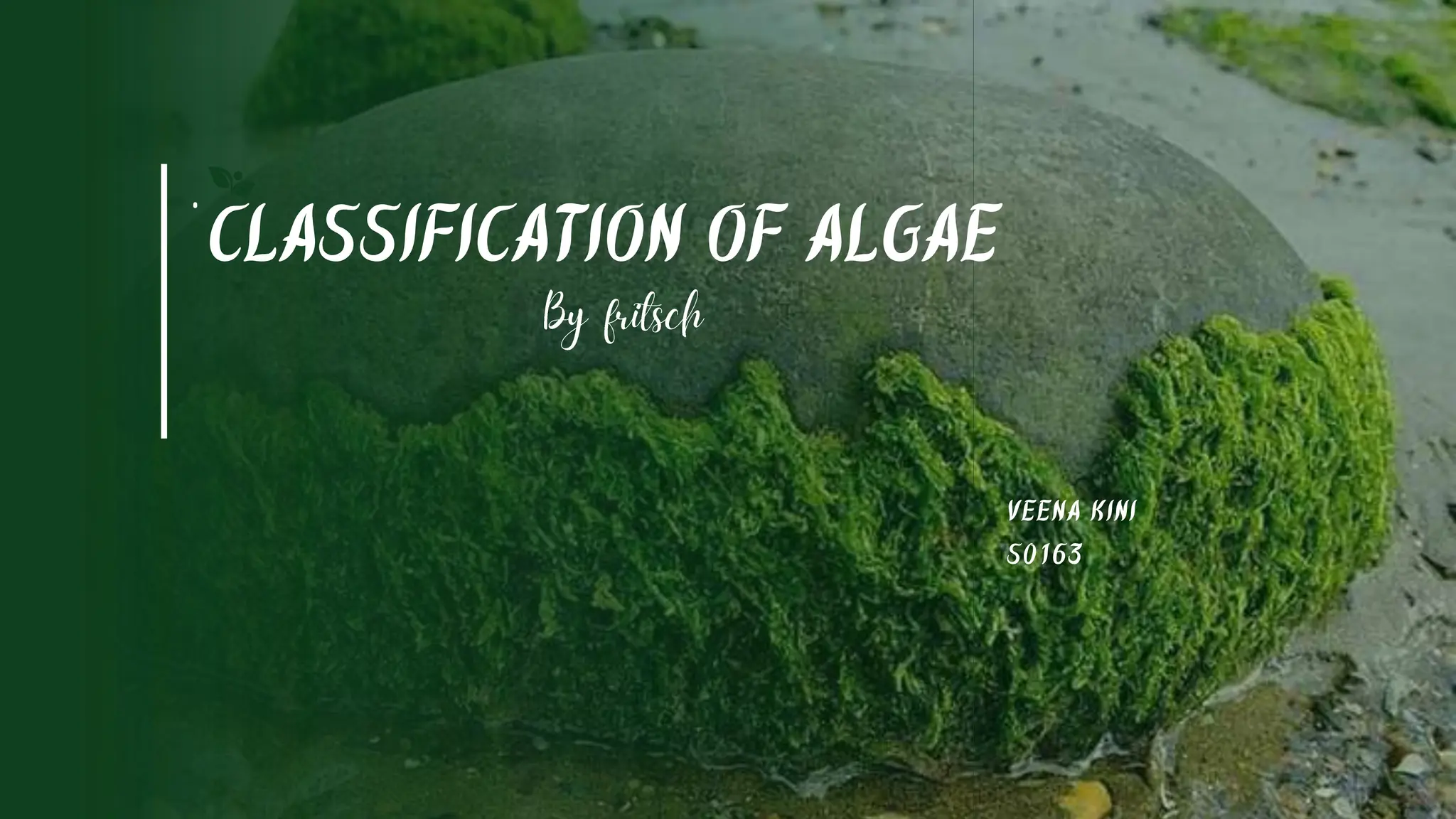 classification of Algae by fritsch ppt.pptx