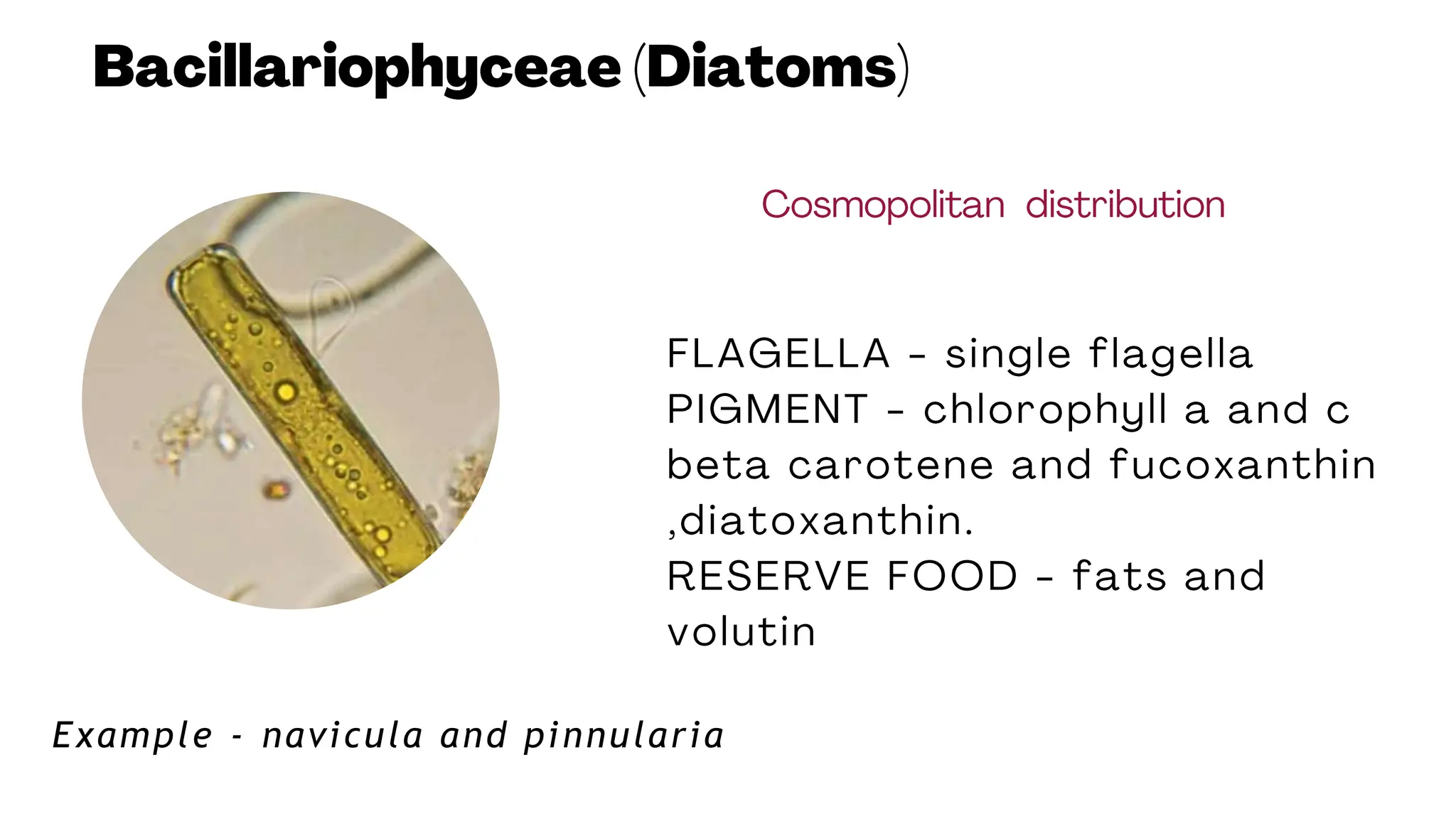 classification of Algae by fritsch ppt.pptx