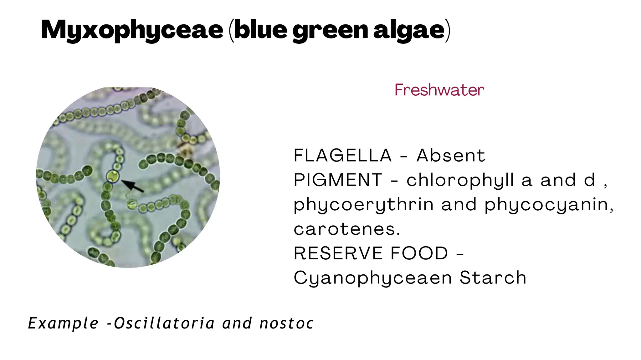 classification of Algae by fritsch ppt.pptx