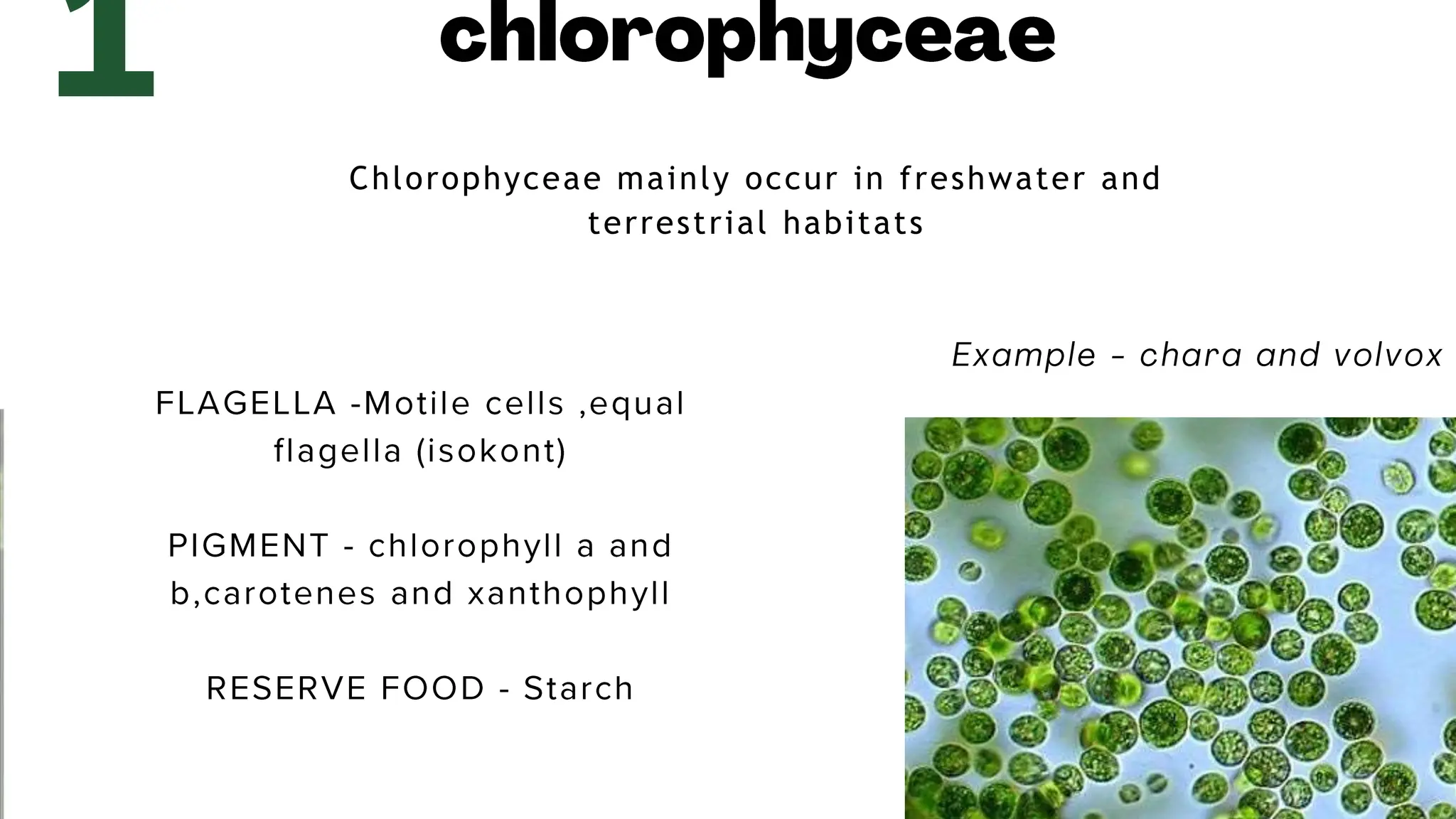 classification of Algae by fritsch ppt.pptx