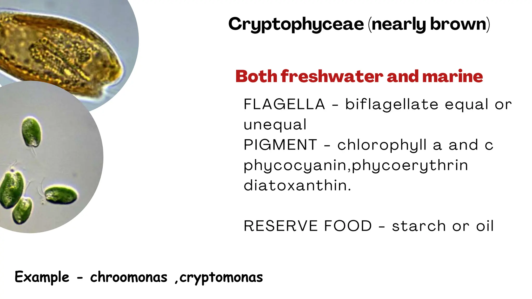 classification of Algae by fritsch ppt.pptx
