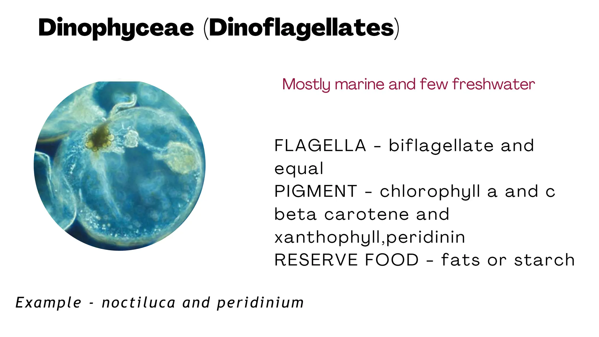 classification of Algae by fritsch ppt.pptx
