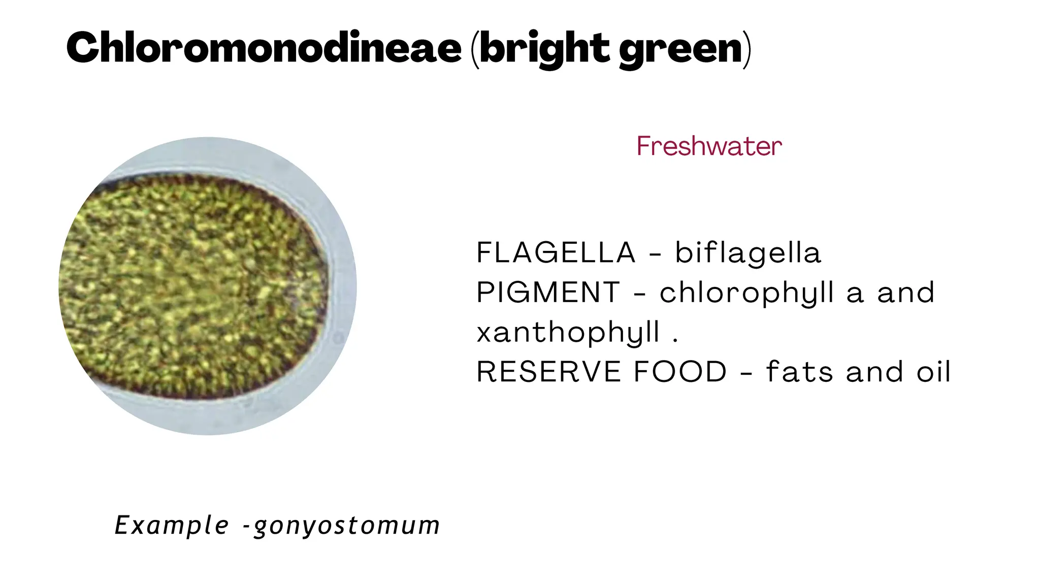 classification of Algae by fritsch ppt.pptx