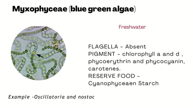 classification of Algae by fritsch ppt.pptx
