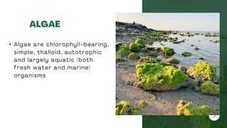 classification of Algae by fritsch ppt.pptx