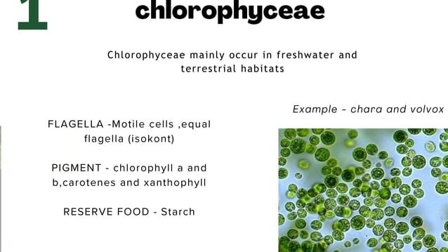 classification of Algae by fritsch ppt.pptx