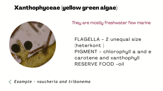 classification of Algae by fritsch ppt.pptx